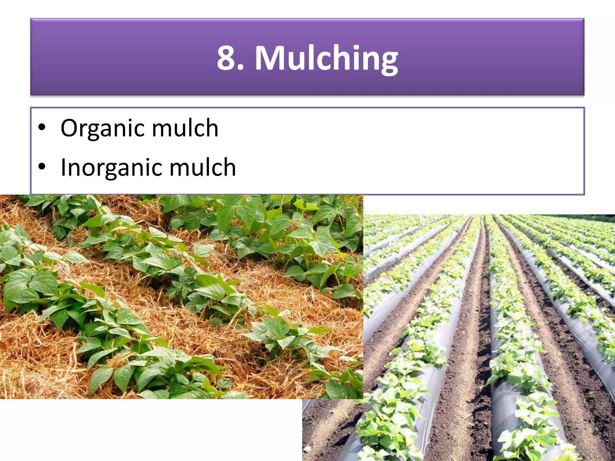 Intercultural operations in vegetable crops | PDF