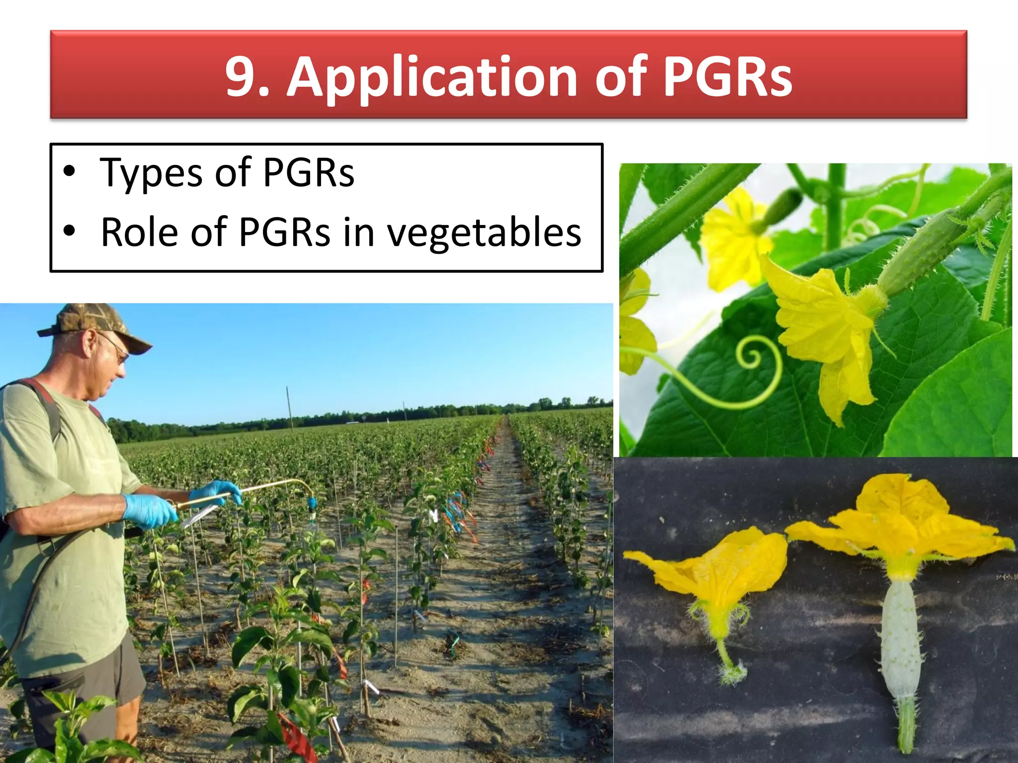 Intercultural operations in vegetable crops | PDF