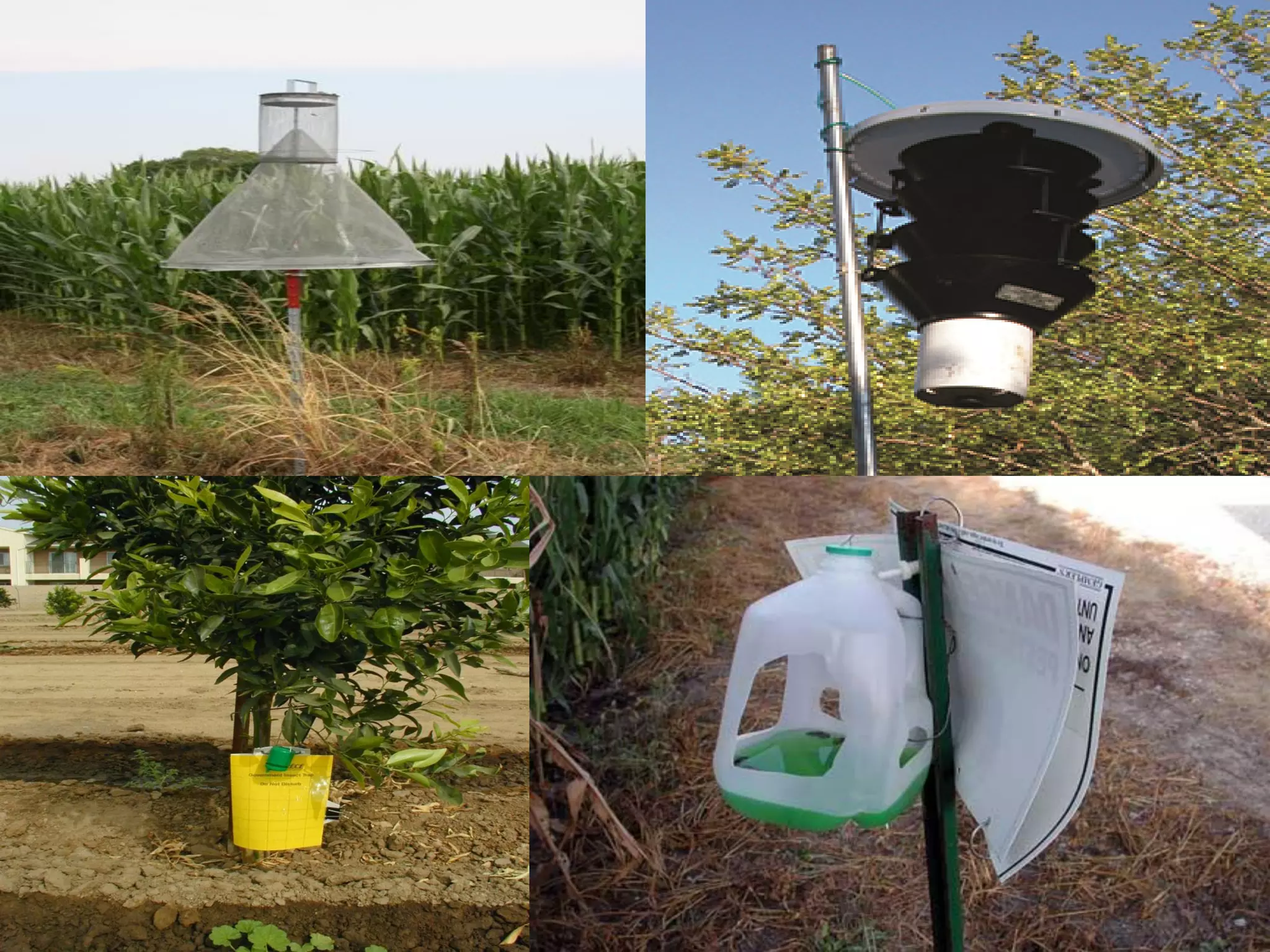 Intercultural operations in vegetable crops | PDF