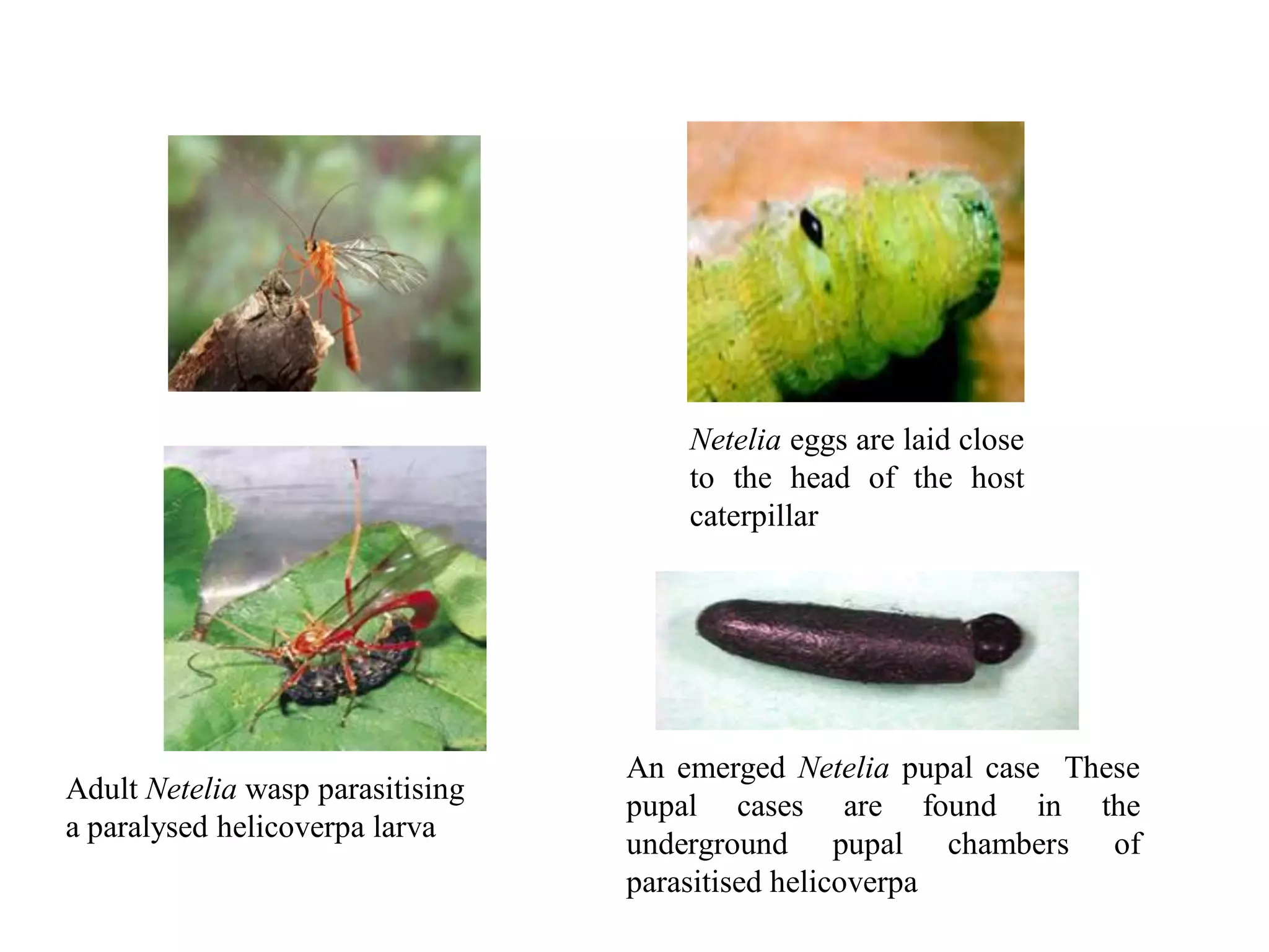 Intercultural operations in vegetable crops | PDF