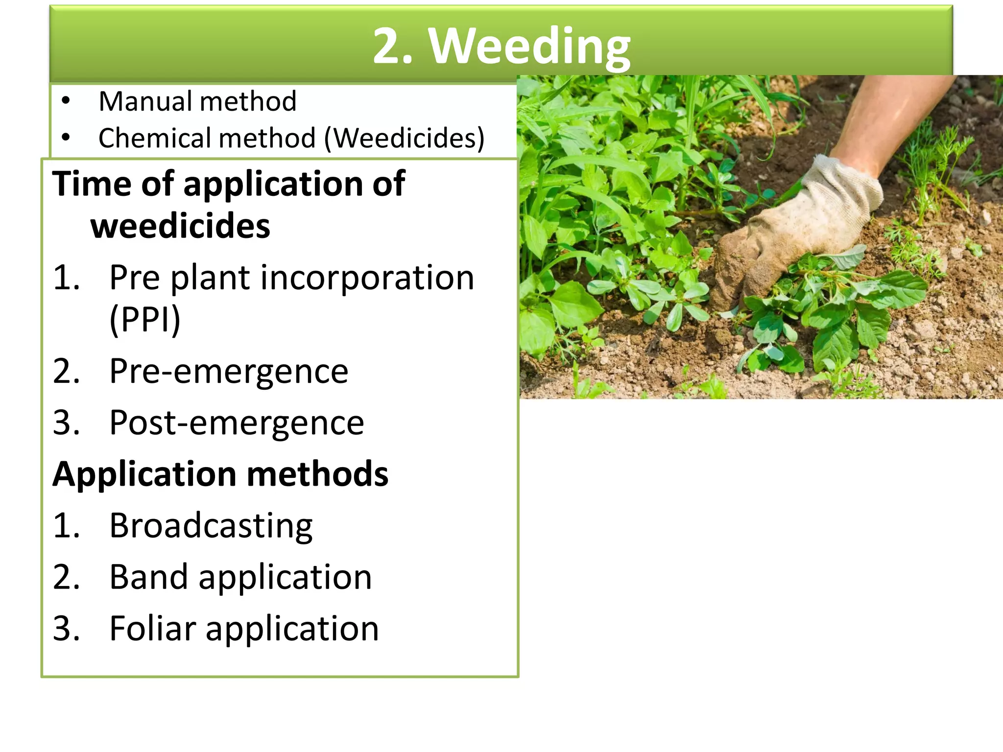 Intercultural operations in vegetable crops | PDF