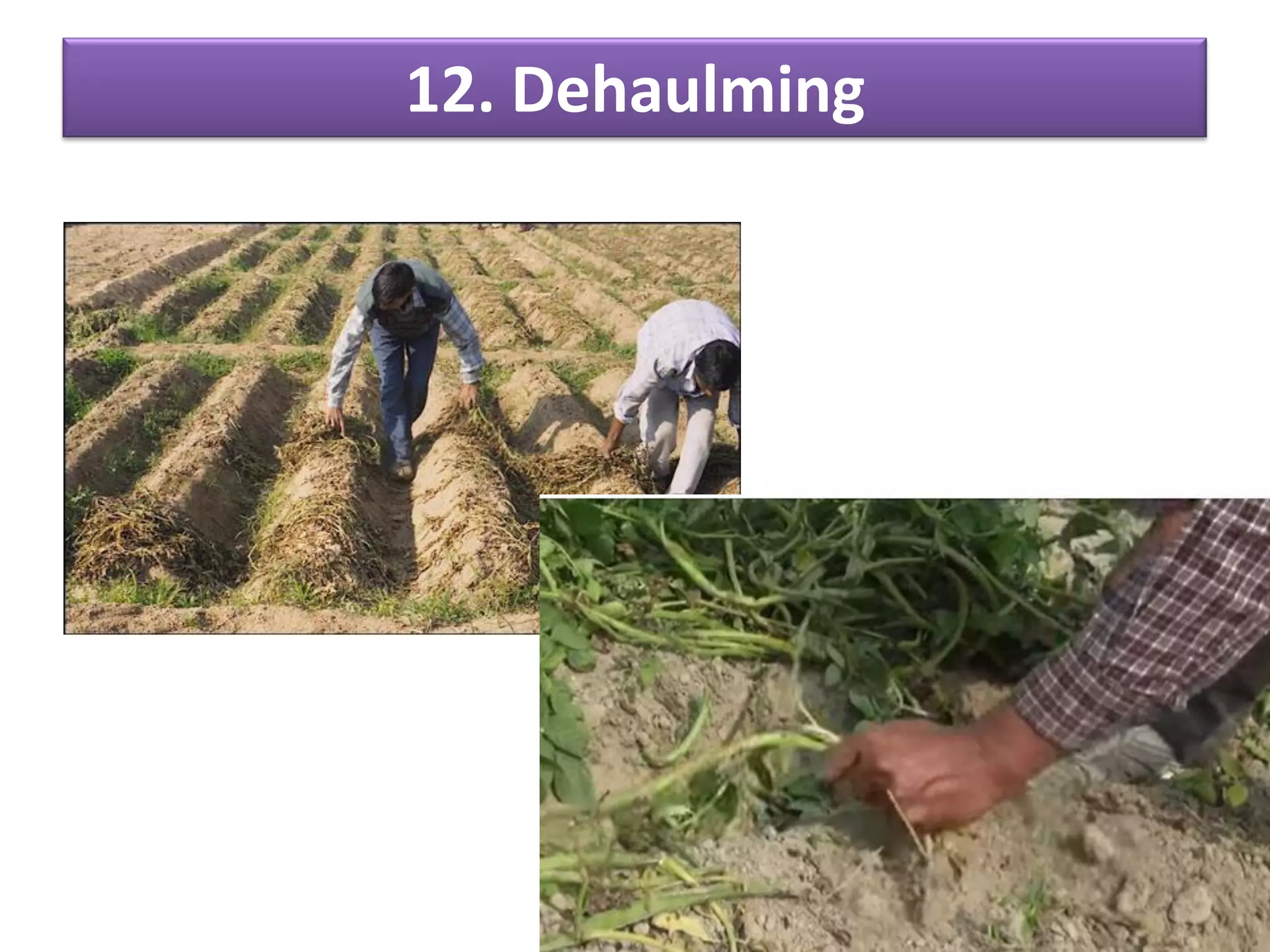 Intercultural operations in vegetable crops | PDF