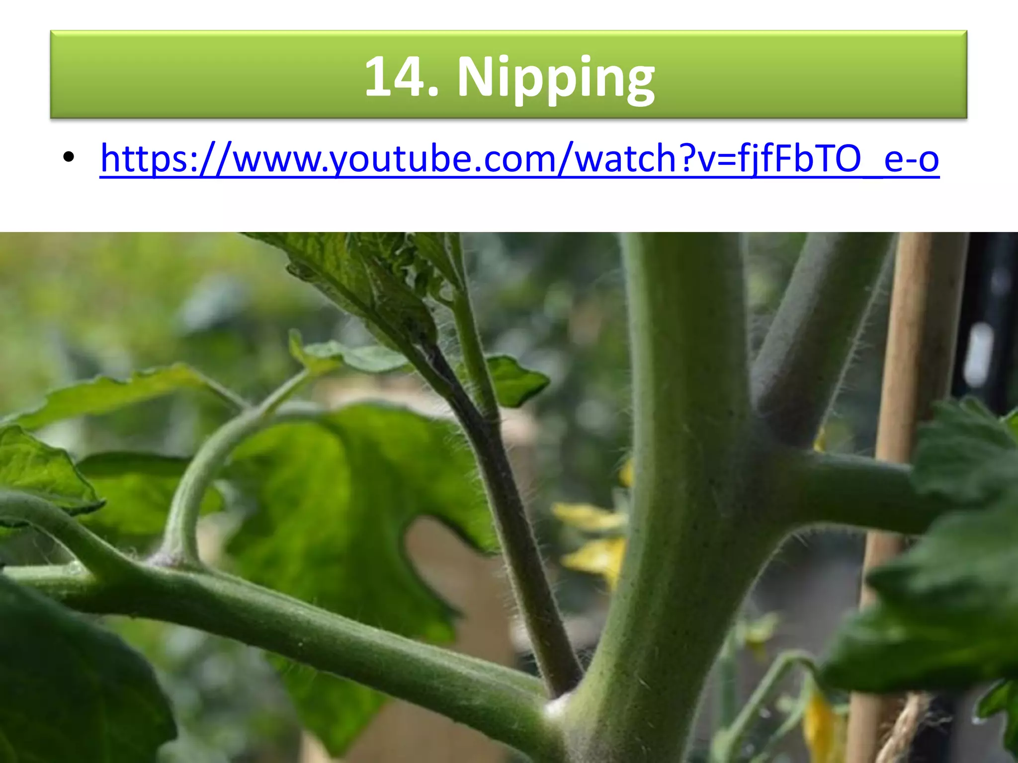 Intercultural operations in vegetable crops | PDF