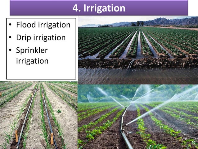 Intercultural operations in vegetable crops | PDF | Gardening | Home ...