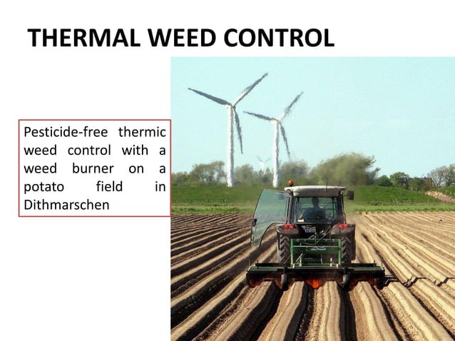 Intercultural operations in vegetable crops | PDF | Gardening | Home ...