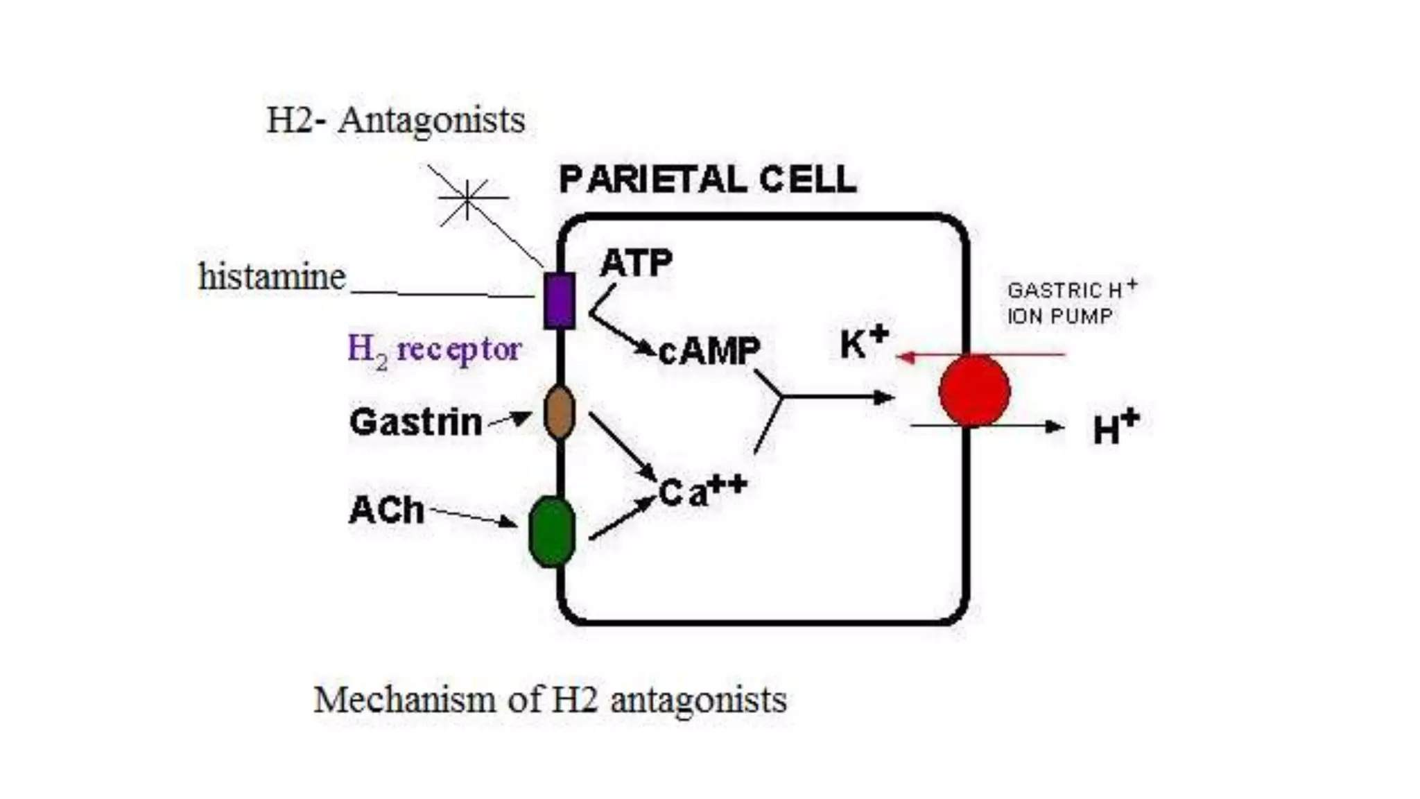 H2 receptor antagonists | PPTX