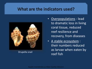 Aquatic Invertebrate as Indicator for Water Quality | PPTX