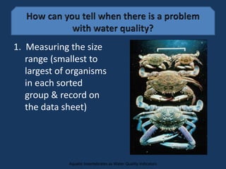 Aquatic Invertebrate as Indicator for Water Quality | PPTX