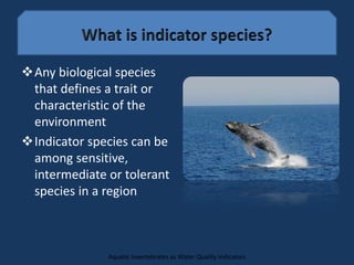 Indicator Species Examples
