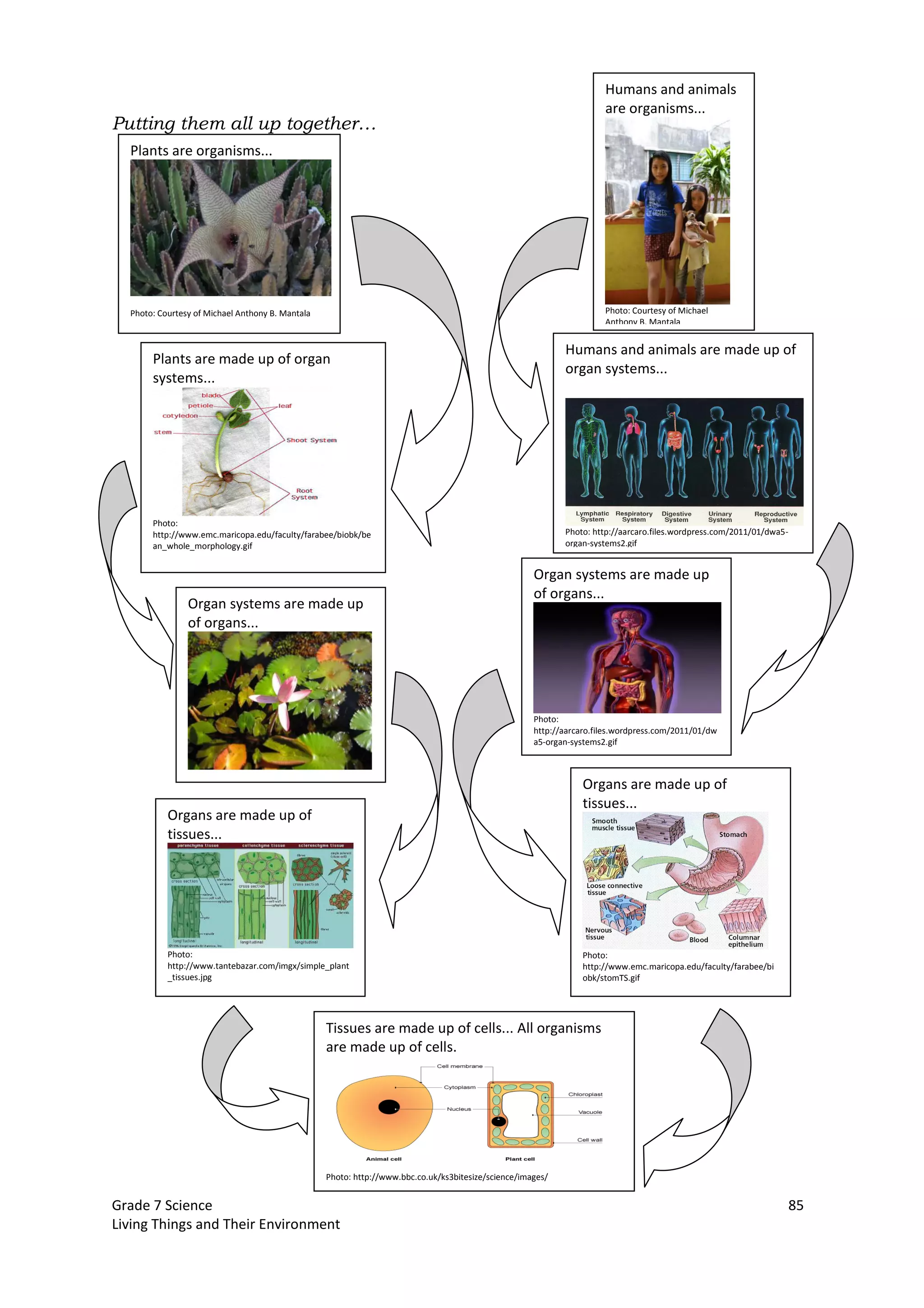 Module_1_from_Cell_to_Organism | PDF