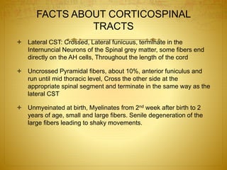 Motor tracts | PPTX | Death, Injury, or Military Conflict | Sensitive ...