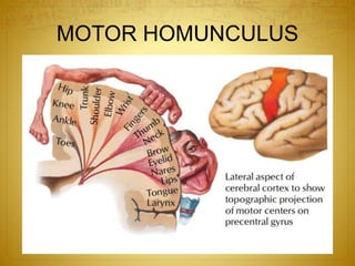 Motor tracts | PPTX