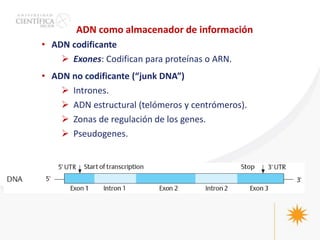 Laboratorio de biología: Síntesis de proteinas, ADN, ARN | PPTX