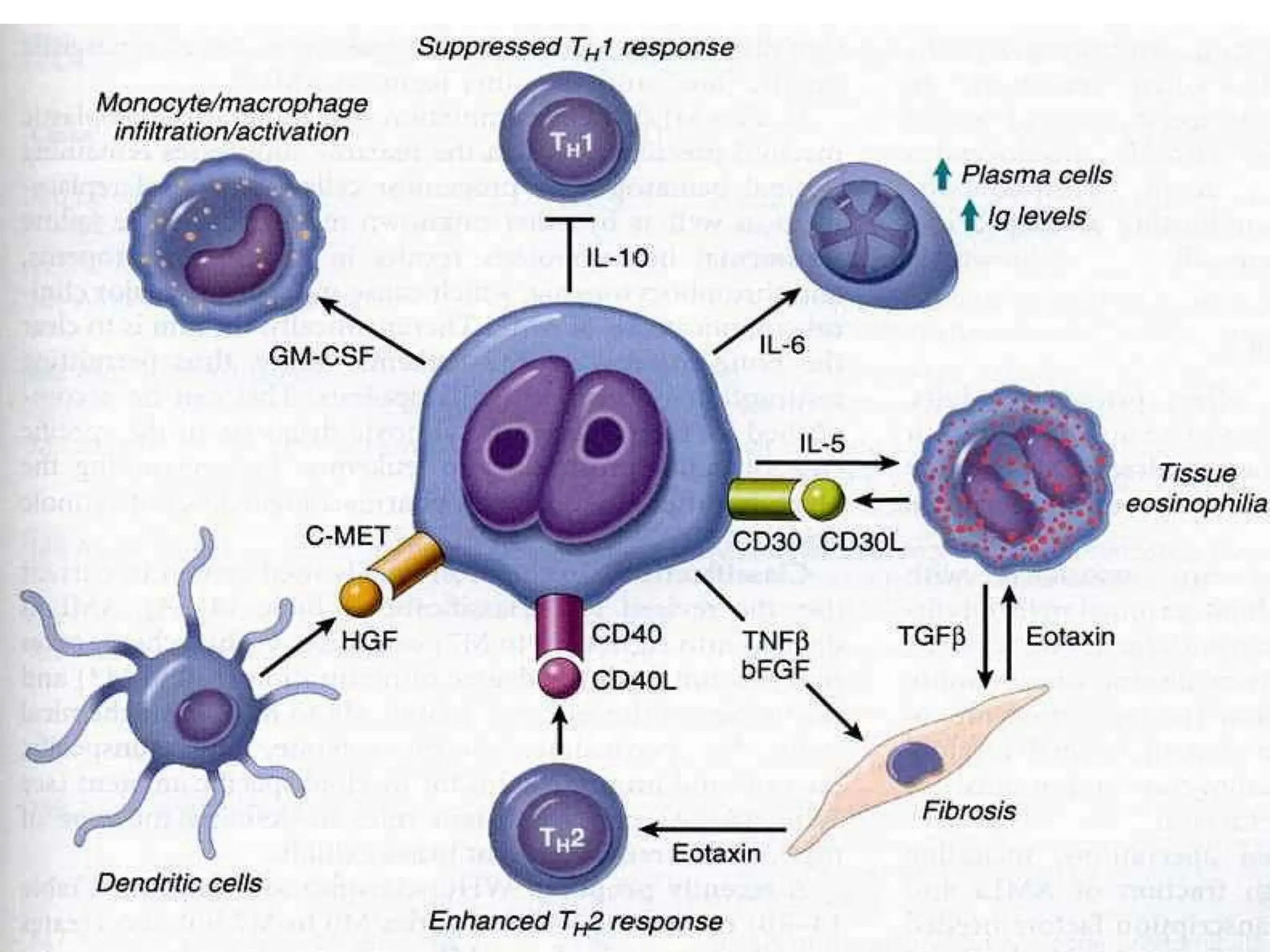 HODGKIN LYMPHOMA - DEFINITION, PATHOGENESIS & PATHOLOGY | PPT