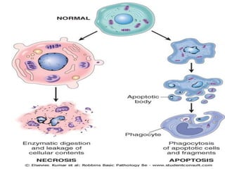APOPTOSIS | PPT