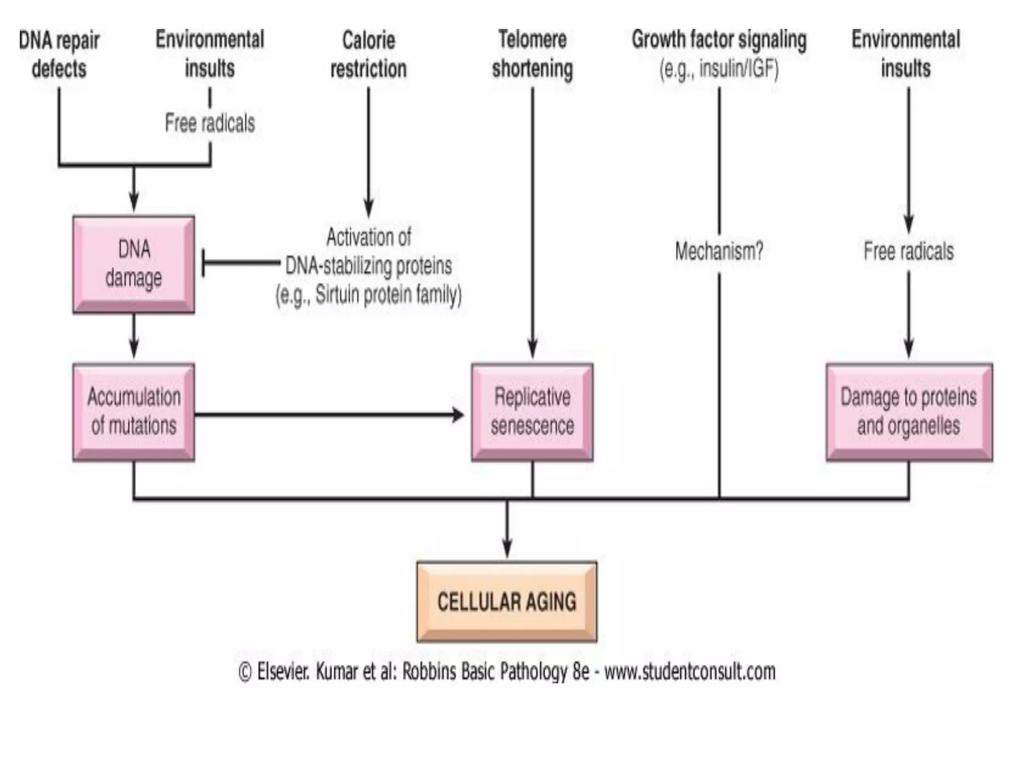 CELLULAR AGING | PDF