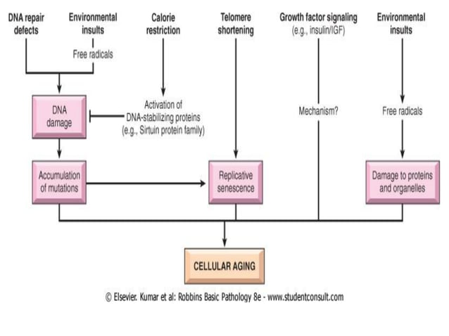 CELLULAR AGING | PDF