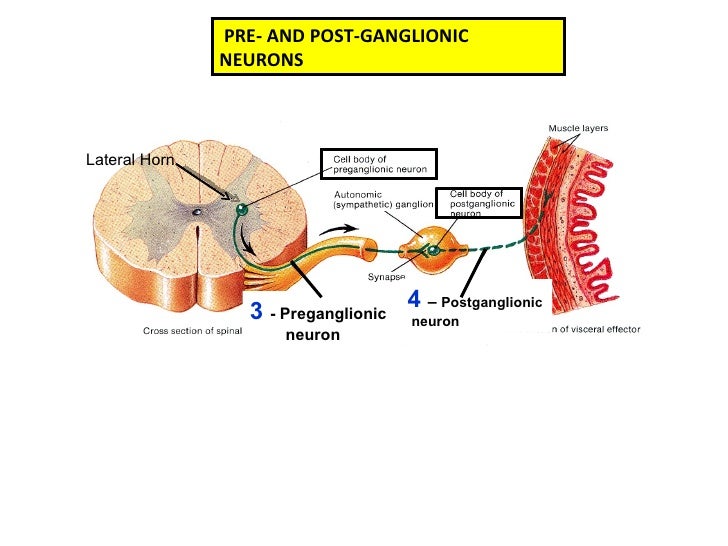 Pa 2010 peripheral nervous system