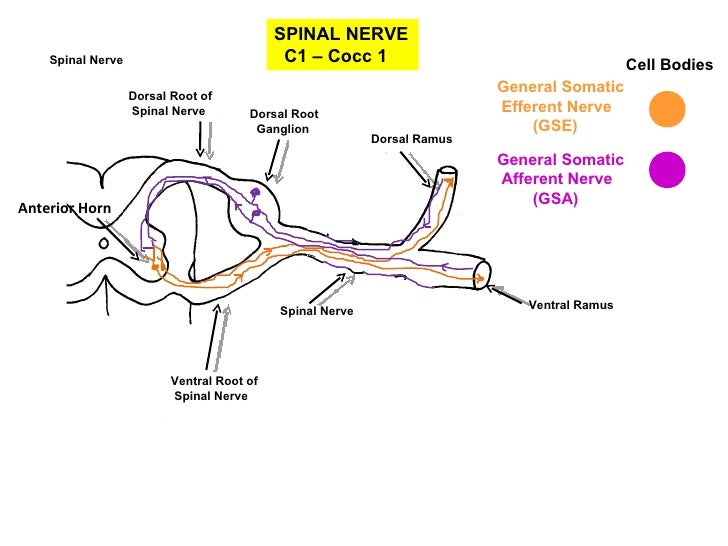 Pa 2010 peripheral nervous system