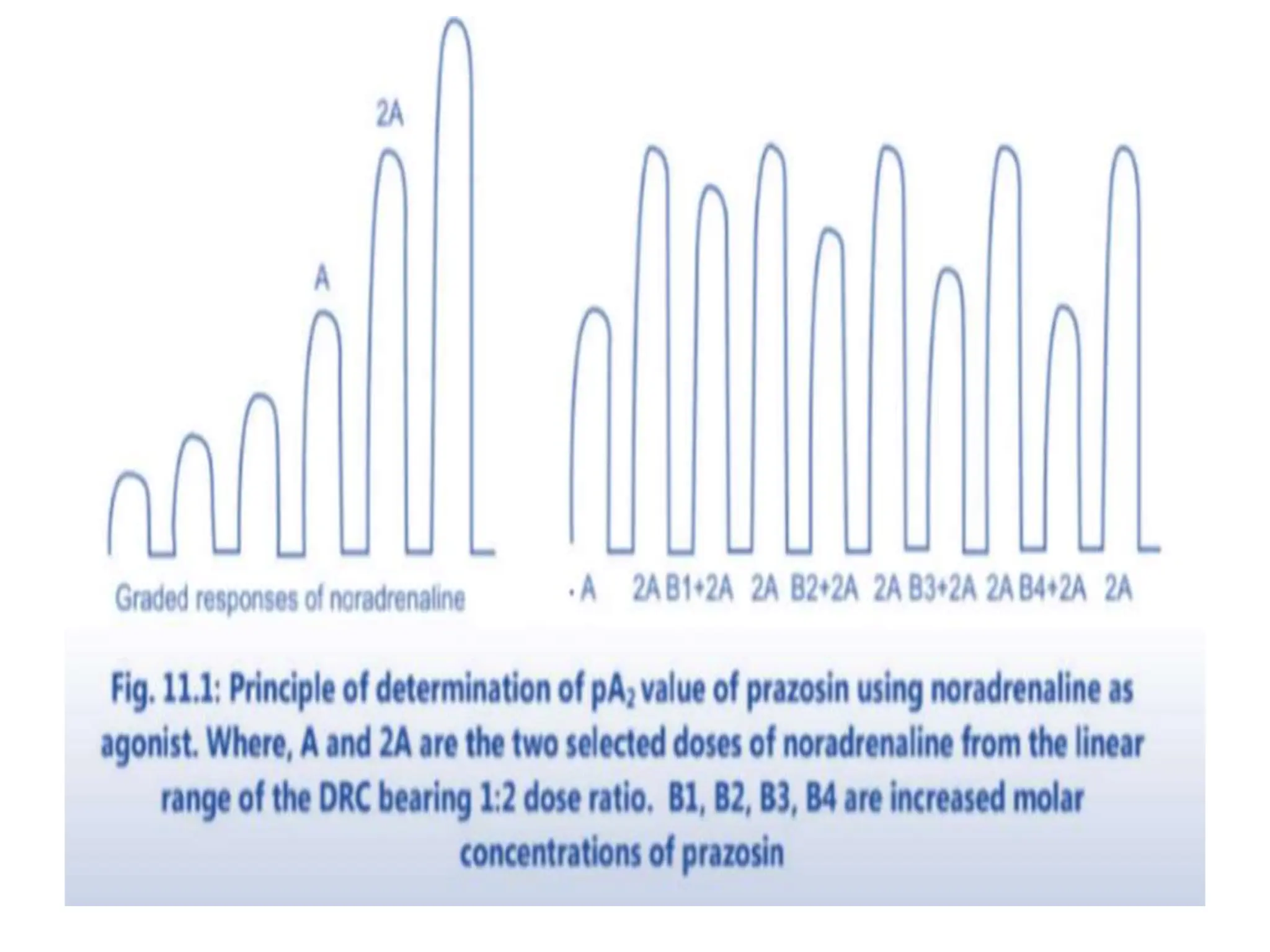 pA2 value, Schild plot and pD2 values- applications in pharmacology | PPTX