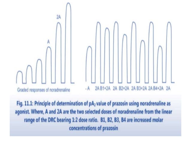 pA2 value, Schild plot and pD2 values- applications in pharmacology | PPTX