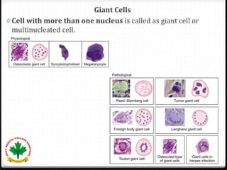 Chronic Inflammation cell injury pathology.pdf