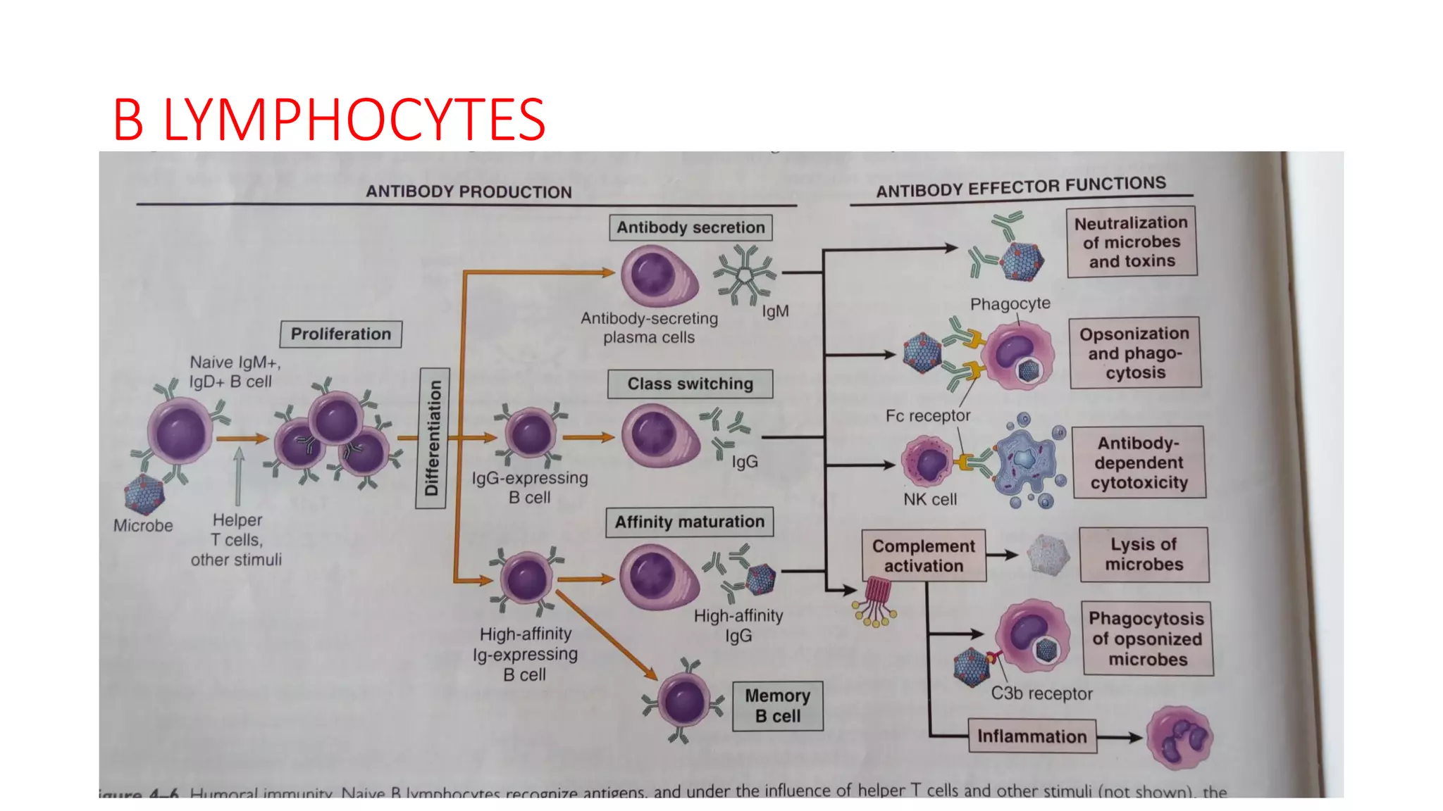 OVERVIEW OF NORMAL IMMUNE SYSTEM | PDF