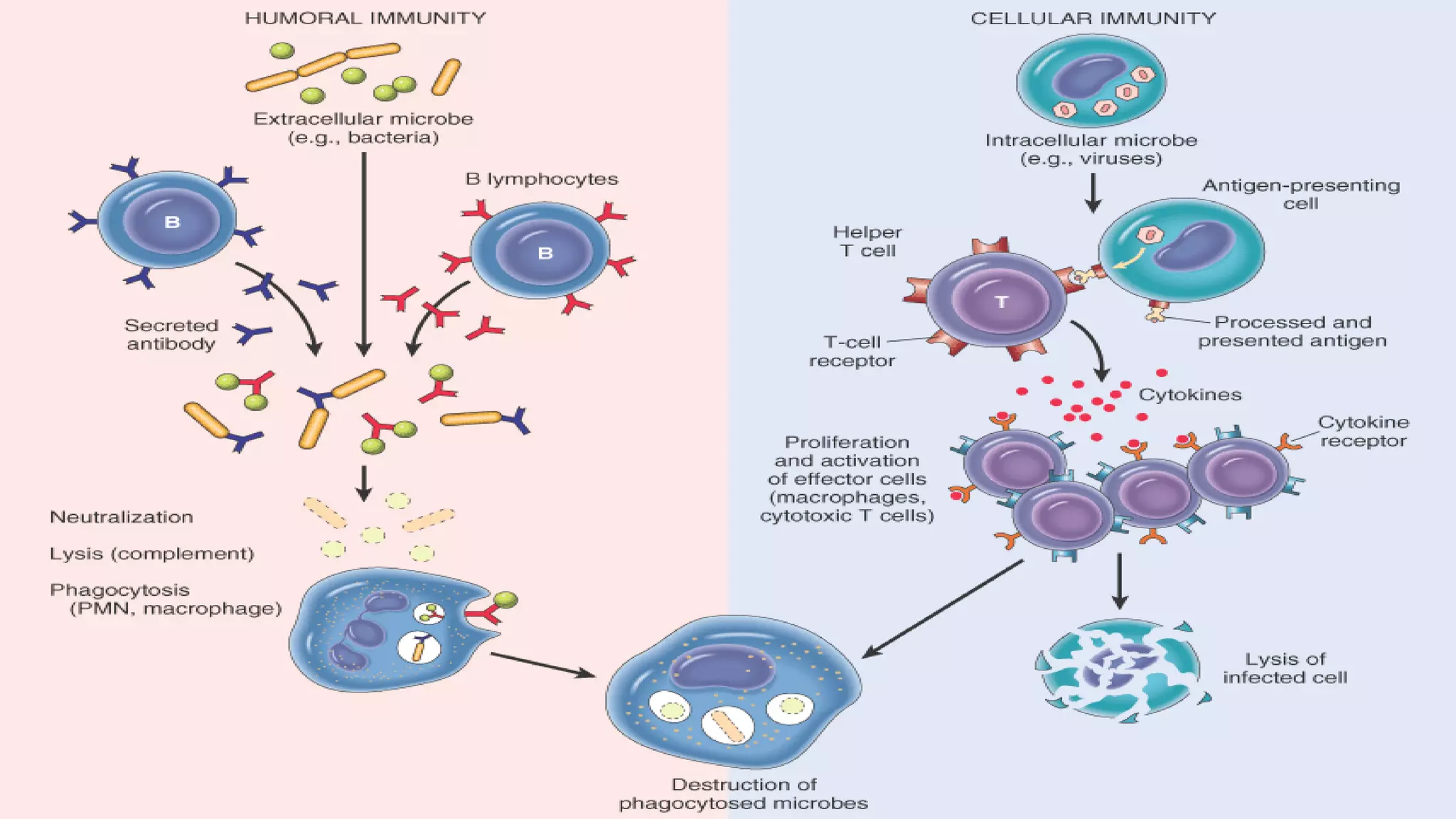 OVERVIEW OF NORMAL IMMUNE SYSTEM | PDF