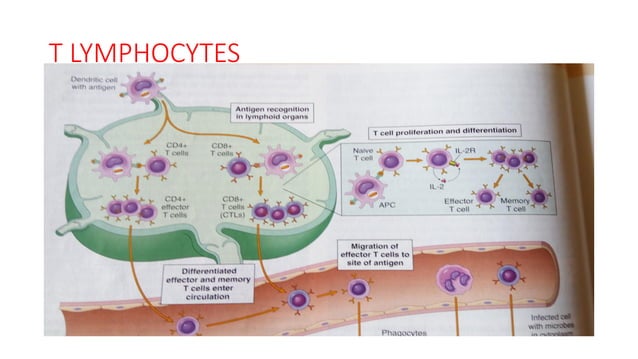 OVERVIEW OF NORMAL IMMUNE SYSTEM | PPT