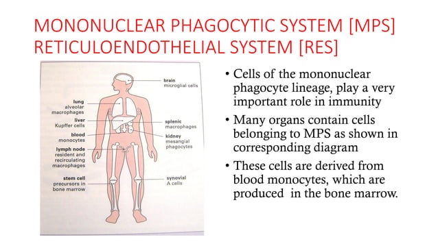 OVERVIEW OF NORMAL IMMUNE SYSTEM | PPT