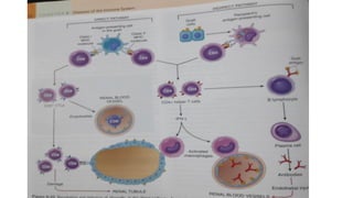 TRANSPLANT REJECTION - TYPES & MECHANISM | PDF