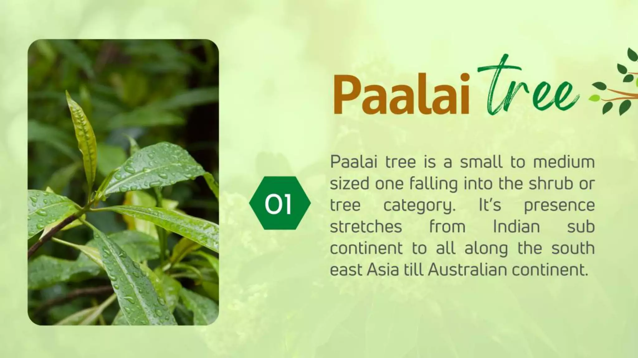Paalai Poo Honey-Paalai honey-Wild honey hunters | PPT