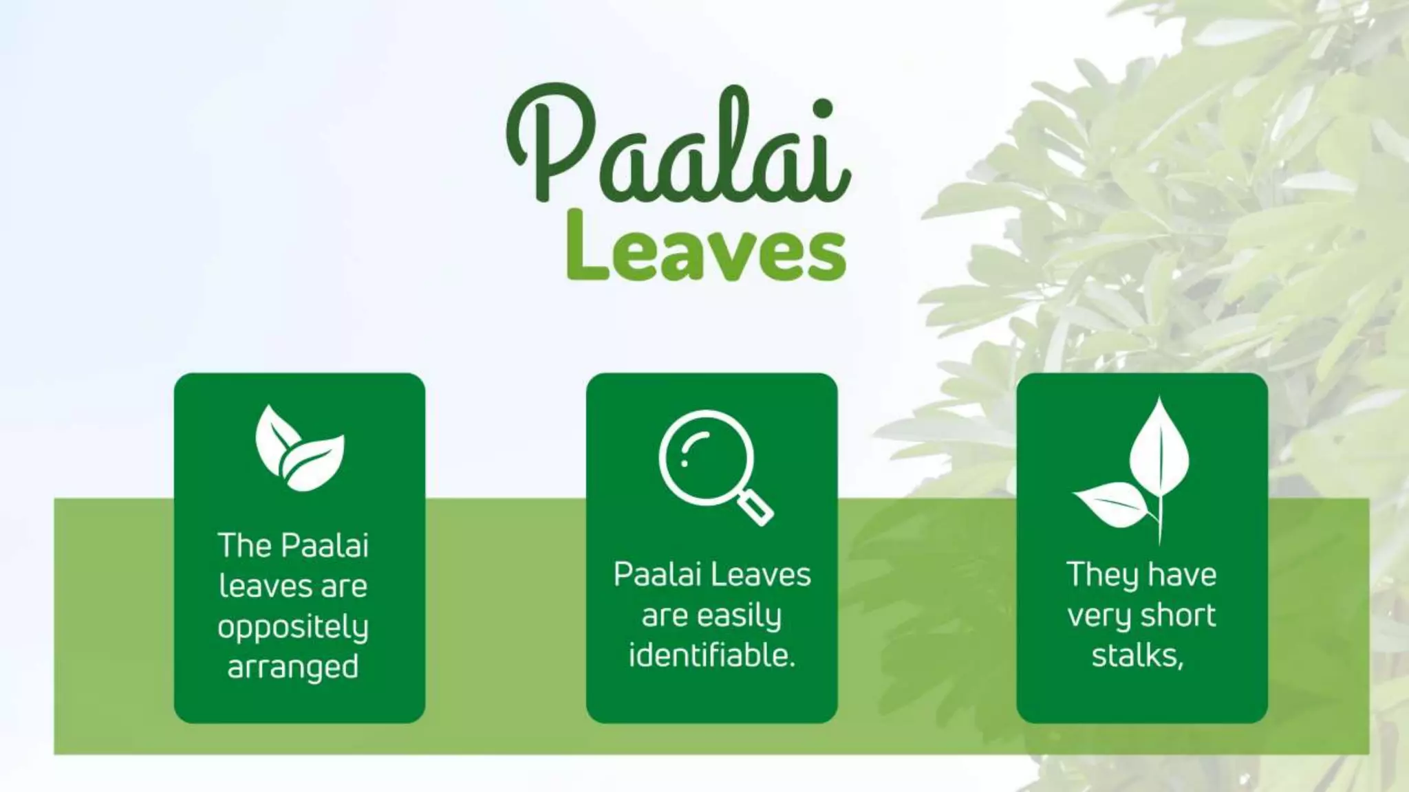 Paalai Poo Honey-Paalai honey-Wild honey hunters | PPTX | Bars ...
