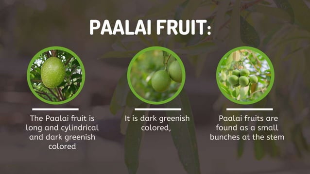Paalai Poo Honey-Paalai honey-Wild honey hunters | PPTX | Bars ...