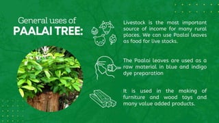 Paalai Poo Honey-Paalai honey-Wild honey hunters | PPTX