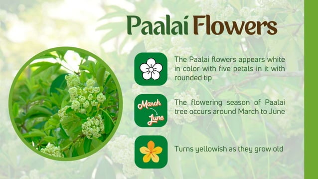 Paalai Poo Honey-Paalai honey-Wild honey hunters | PPTX | Bars ...