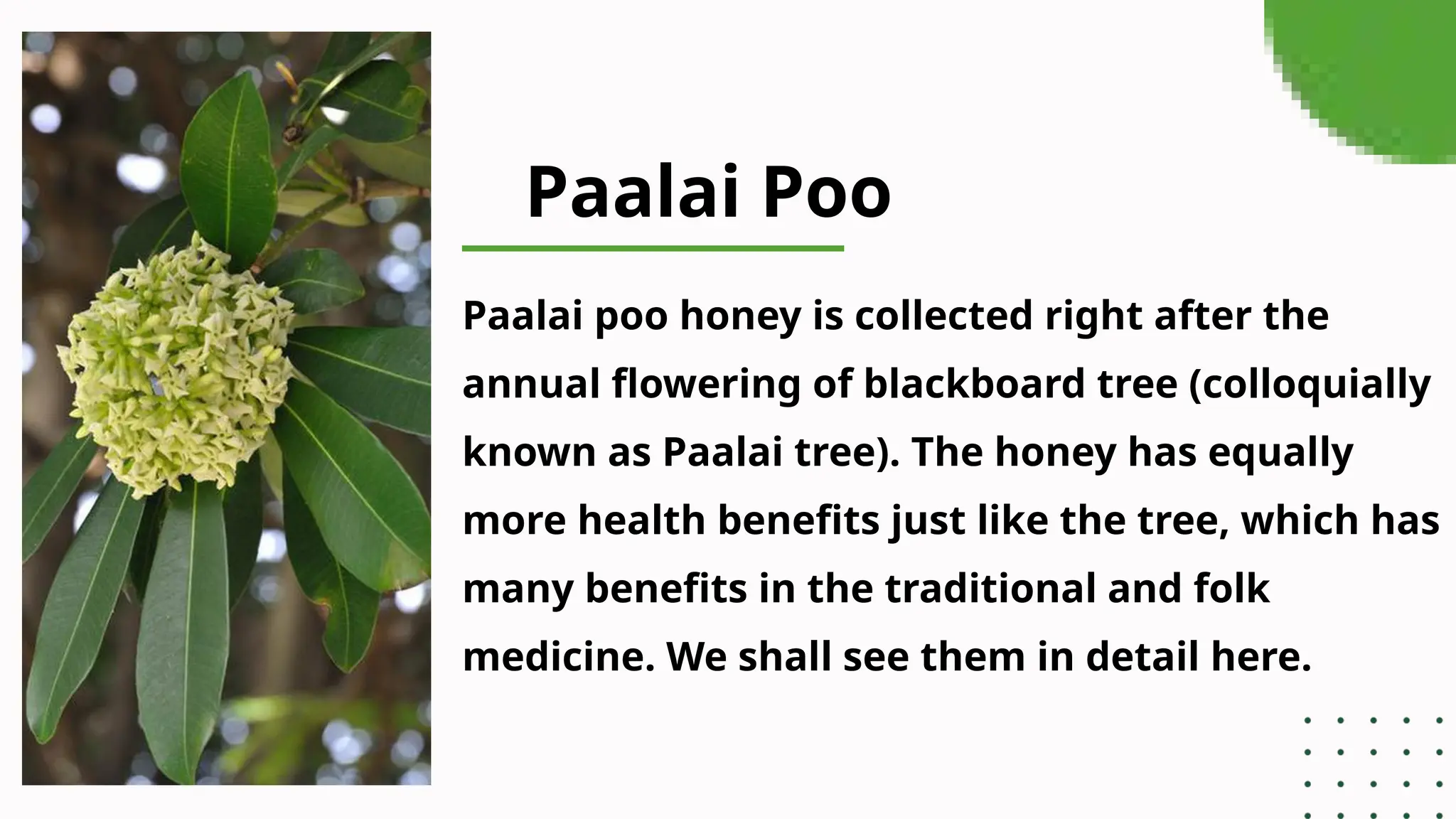 Paalai poo honey-Introduction to an interesting Mono floral honey ...