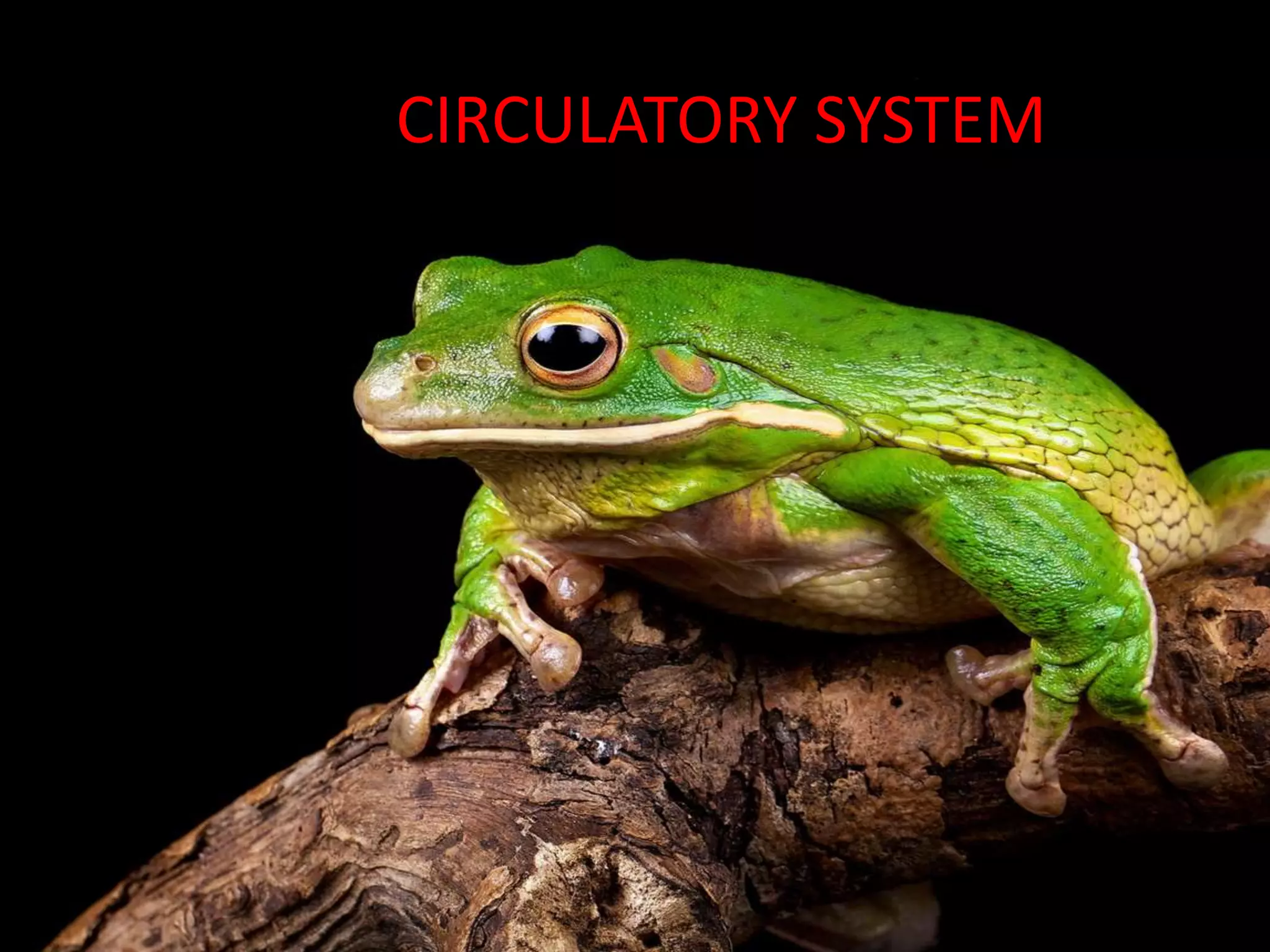 type study of frog | PPTX | Digestive Disorders | Diseases and Conditions