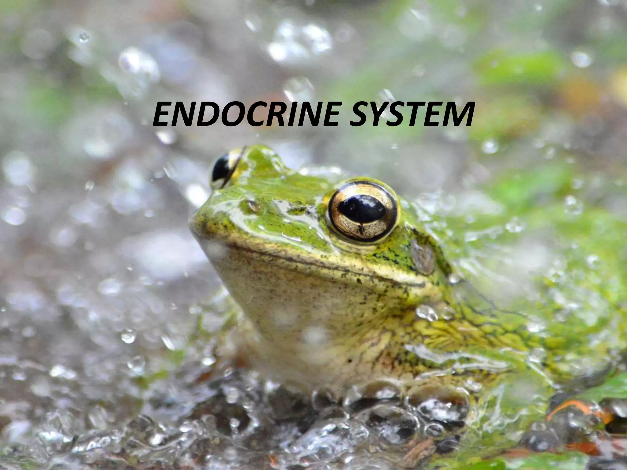 type study of frog | PPTX | Digestive Disorders | Diseases and Conditions