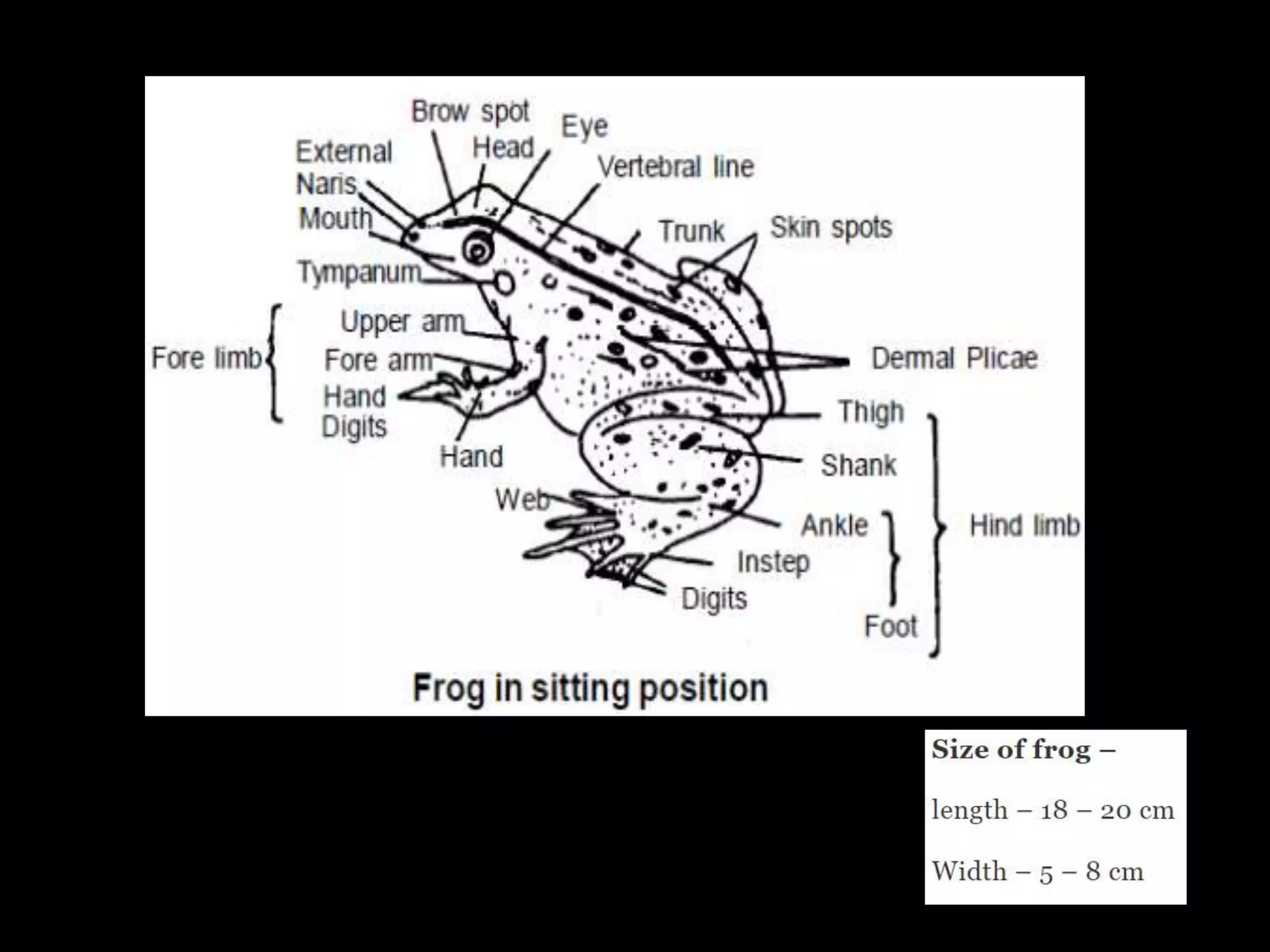 type study of frog | PPTX