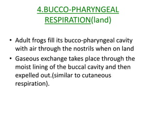 type study of frog | PPTX