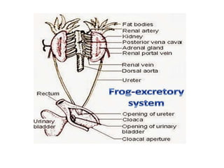 Frog Excretory System Diagram
