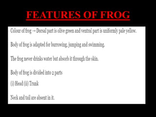type study of frog | PPTX