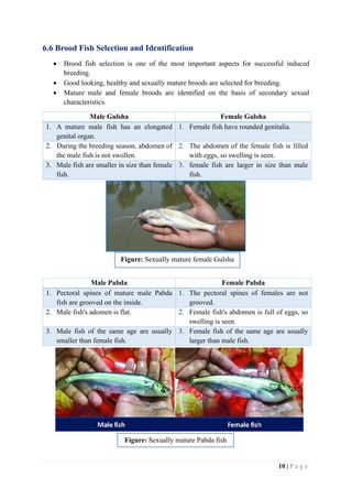 Pabda-Gulsha nursery management with cost benefit analysis | PDF