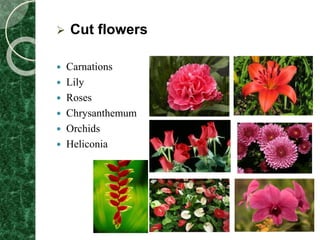 Export of plant materials sri lanka | PPTX