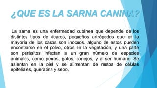 Sarna canina | PPTX