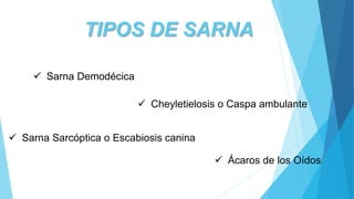 Sarna canina | PPTX