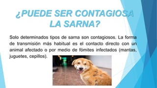 Sarna canina | PPTX