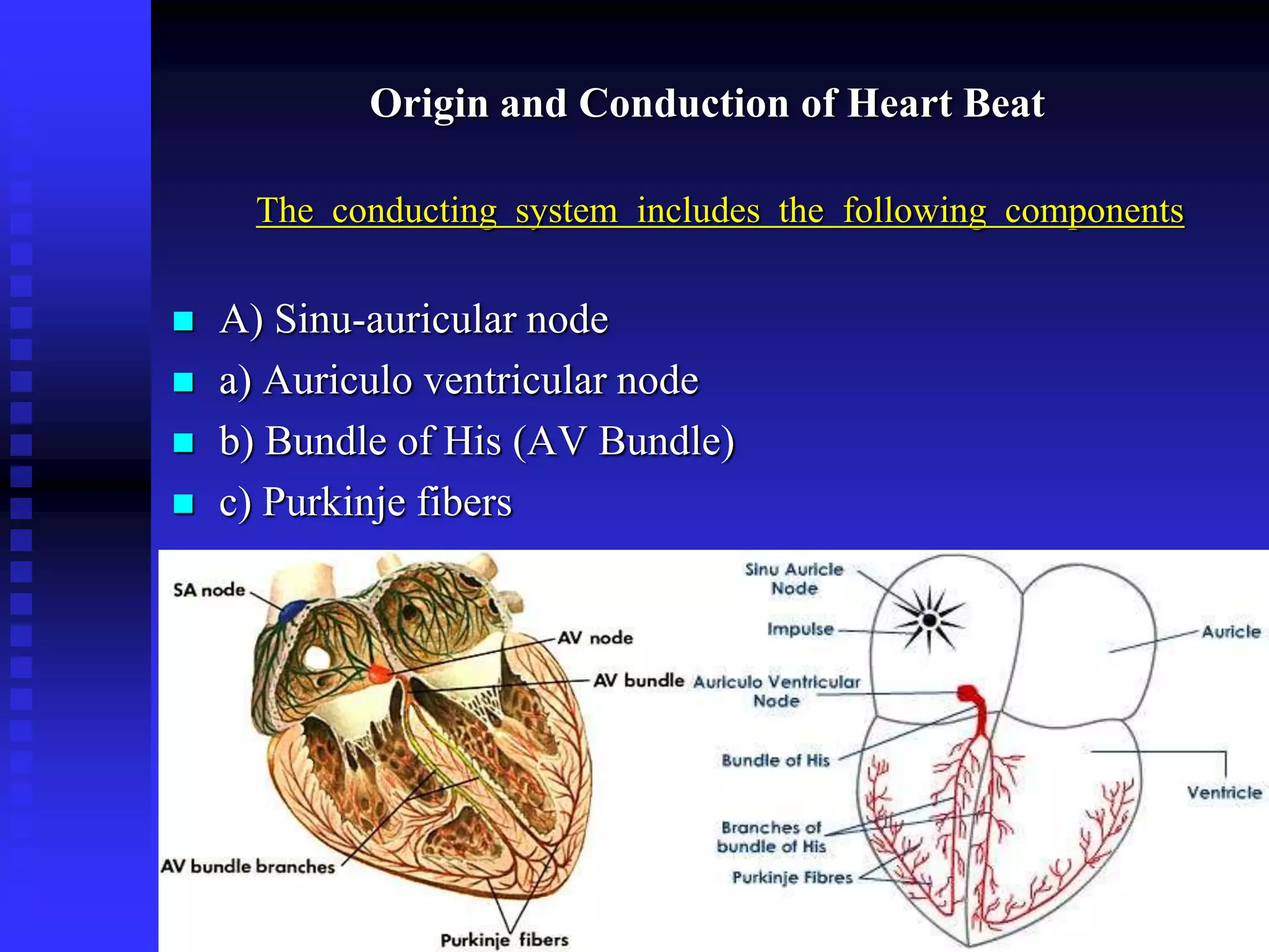 Pace maker tissues of the heart | PPT