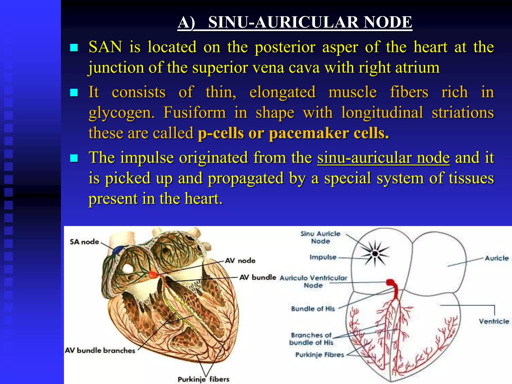 Pace maker tissues of the heart | PPT